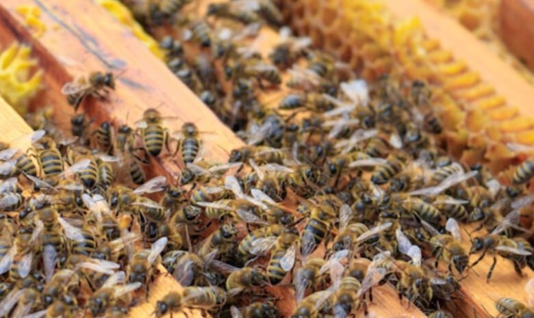 The Role of Pollinators in Your Garden - LucyKingdom